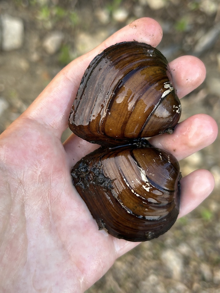 Wabash Pigtoe from Mississippi River Blvd N, Saint Paul, MN, US on May ...