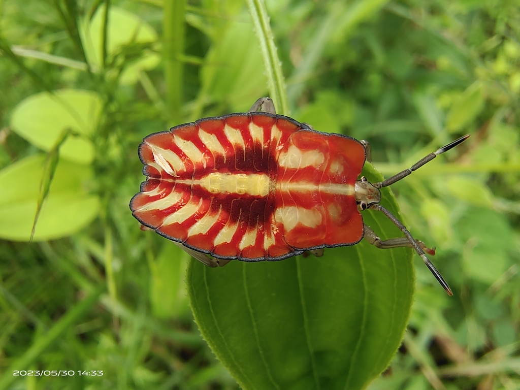 Eurostus validus from Yichun, CN-JX, CN on May 30, 2023 at 02:33 PM by ...