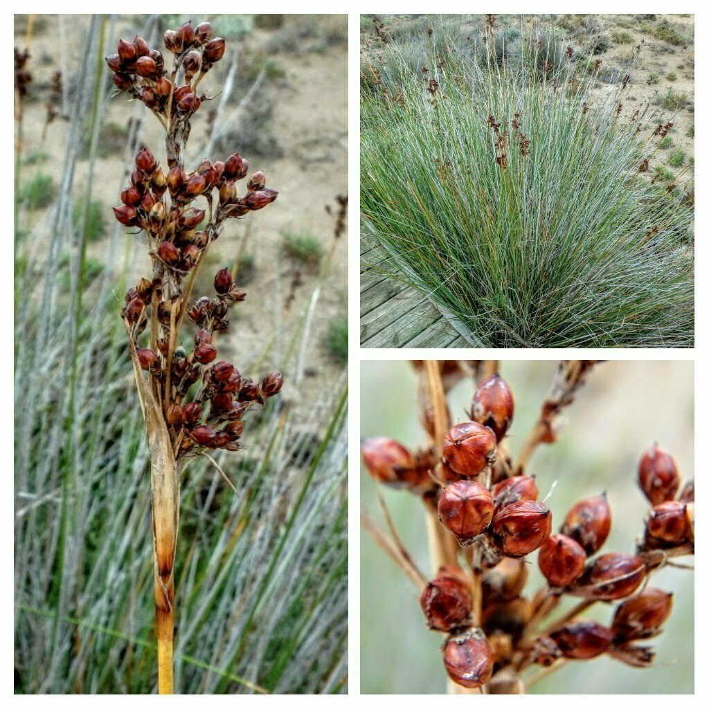 spiny rush from Torredembarra, Tarragona, España on September 2, 2018 ...