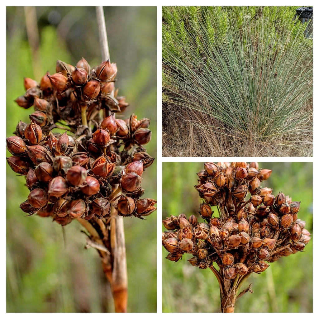 spiny rush from Torredembarra, Tarragona, España on September 1, 2018 ...