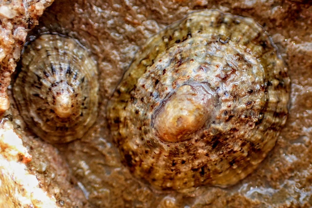 Patella rustica (Intertidal species of NE Atlantic) · iNaturalist
