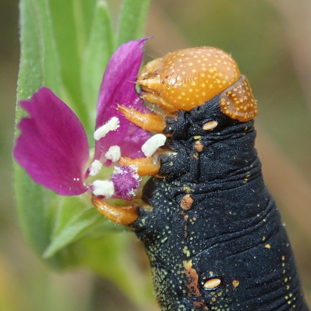 White-lined Sphinx from Rancho Bernardo, San Diego, CA, USA on May 30 ...