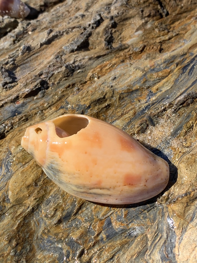 Cymbiola complexa from Bongil Bongil National Park, Bundagen, NSW, AU ...