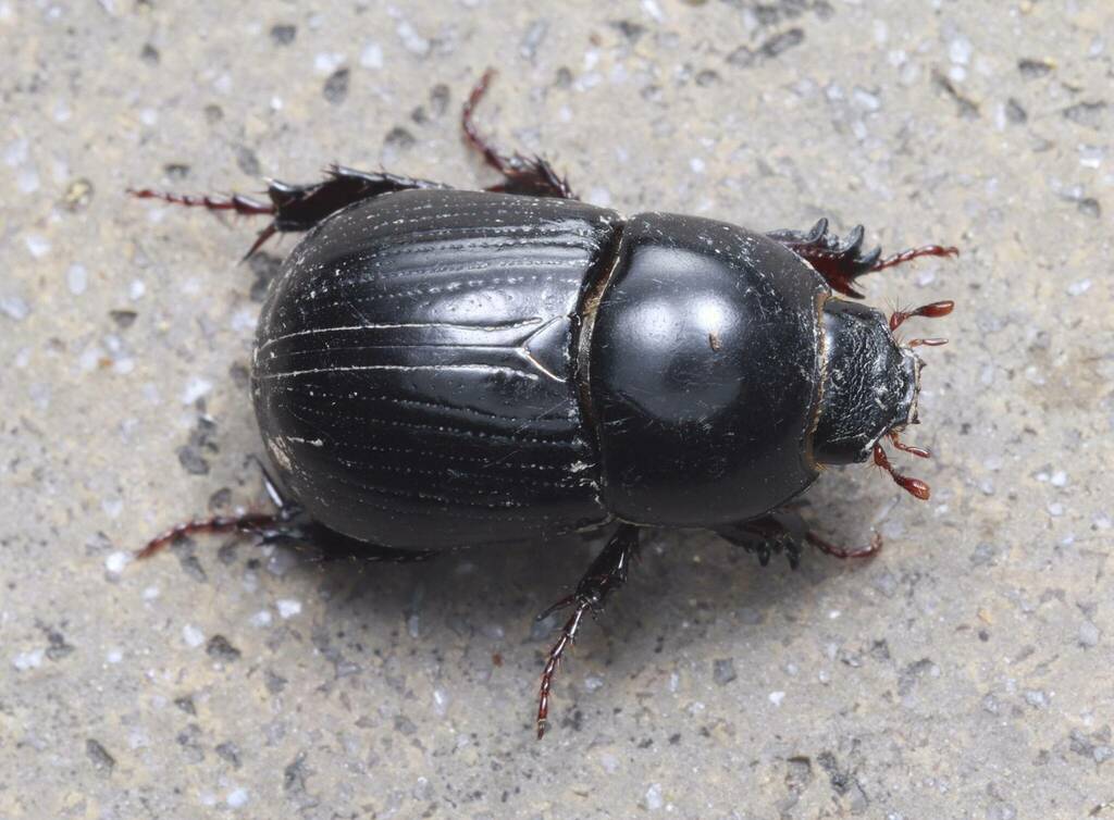 Alissonotum pauper from 中国广东省深圳市南山区 on May 19, 2023 at 09:32 PM by ...