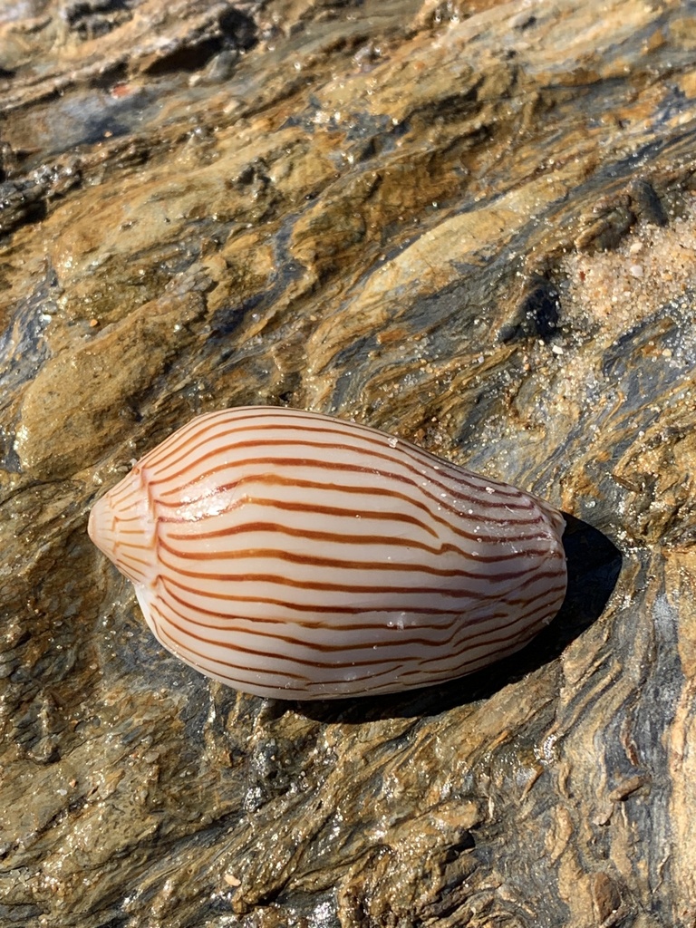 Zebra Volute from Bongil Bongil National Park, Bundagen, NSW, AU on May ...
