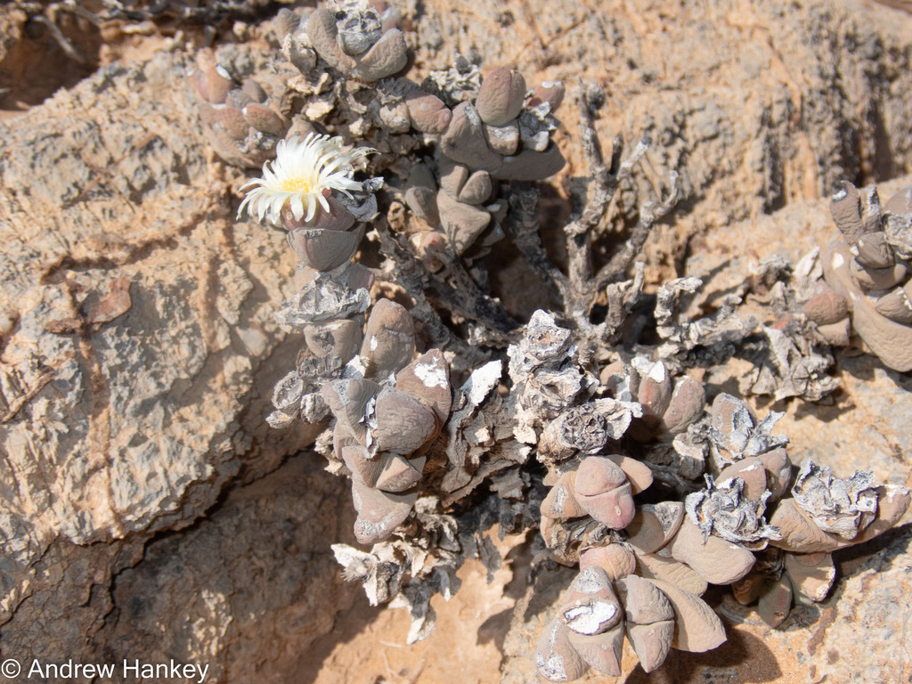 Namibia cinerea in May 2023 by Andrew Hankey · iNaturalist