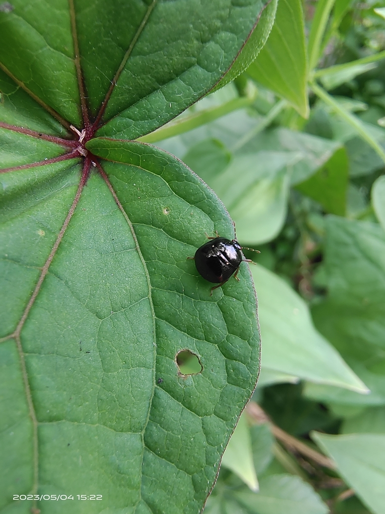 Coptosoma from Yichun, CN-JX, CN on May 4, 2023 at 03:22 PM by ...