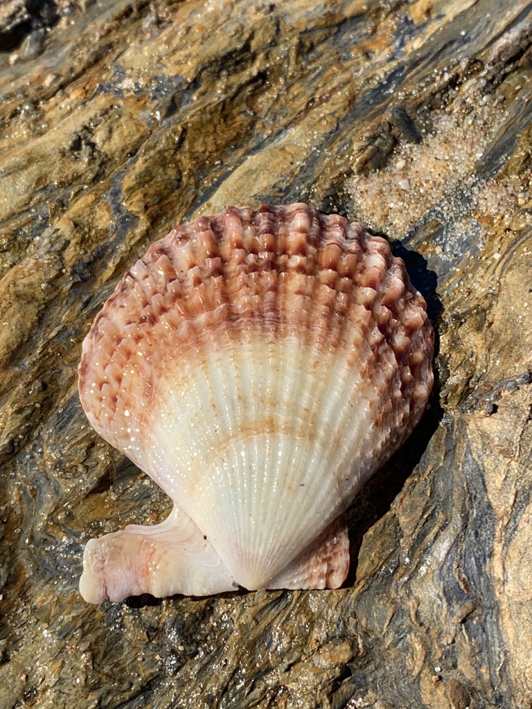 Livid Fan Scallop from Bongil Bongil National Park, Bundagen, NSW, AU ...