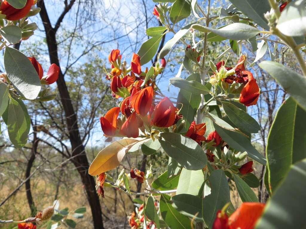 Heart Leaf Poison from Pamayu NT 0862, Australia on May 30, 2014 at 11: ...