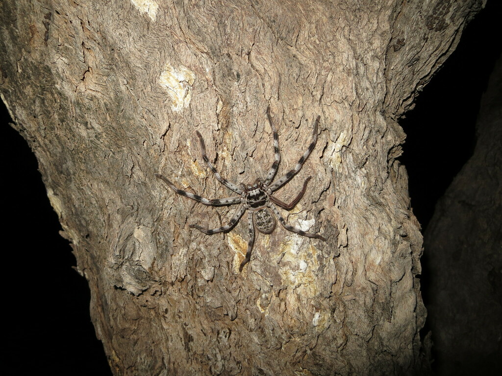Kimberley Banded Huntsman from Pamayu NT 0862, Australia on May 30 ...