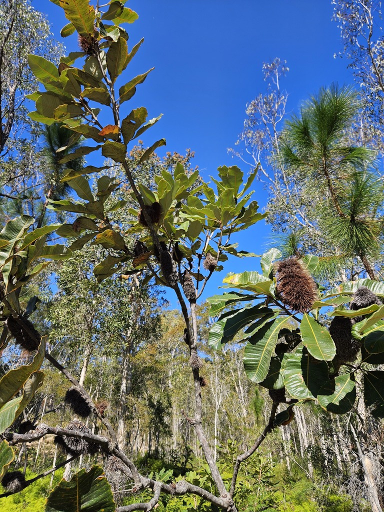 Swamp Banksia from Tin Can Bay QLD 4580, Australia on May 30, 2023 at ...