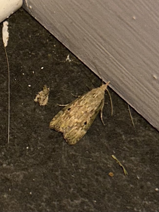Bee Moth from Eglingham Way, Morpeth, England, GB on May 30, 2023 at 11 ...