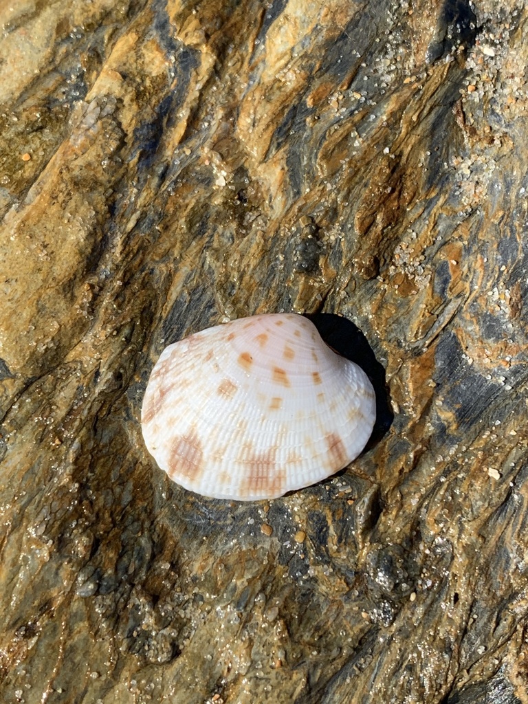Antigona persimilis from Bongil Bongil National Park, Bundagen, NSW, AU ...