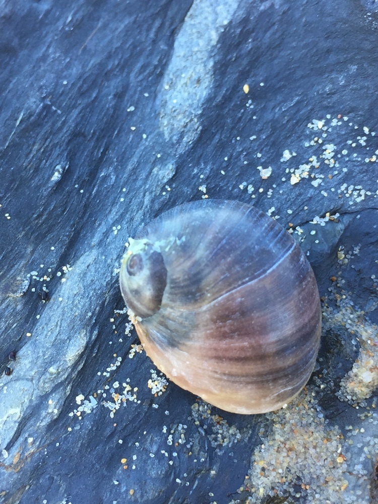 Conuber melastoma from Bongil Bongil National Park, Bundagen, NSW, AU ...