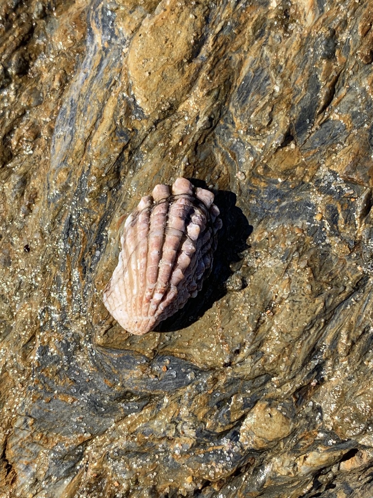 Cardita aviculina from Bongil Bongil National Park, Bundagen, NSW, AU ...