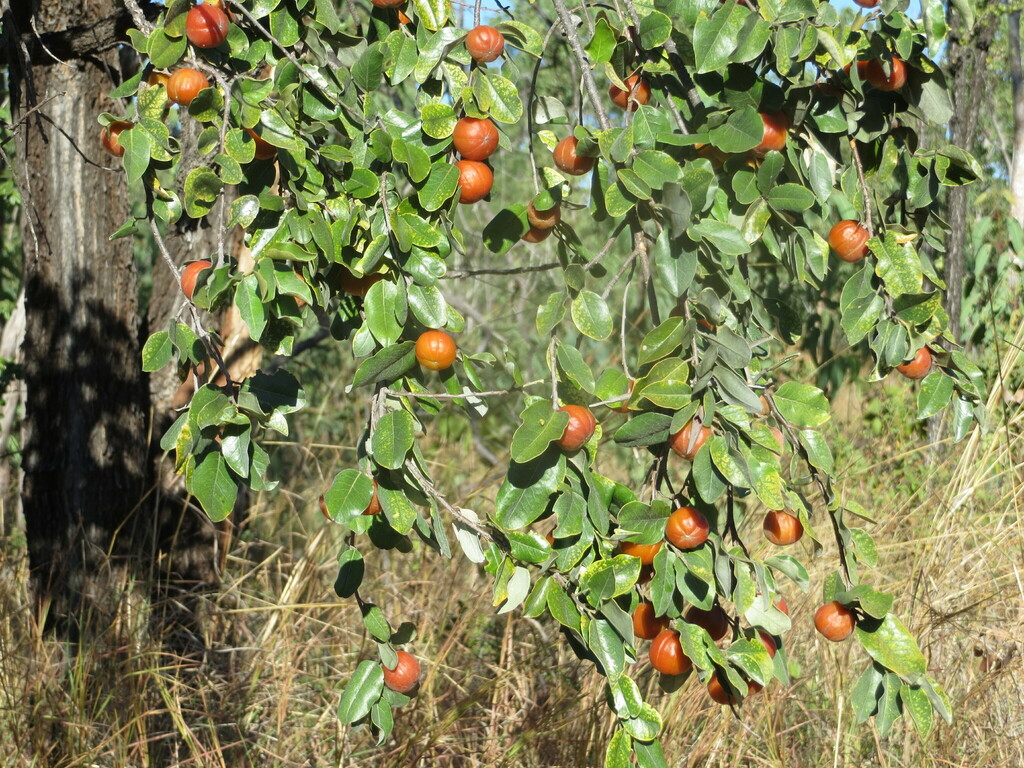 dicots from Elsey NT 0852, Australia on June 3, 2014 at 09:23 AM by Ian ...