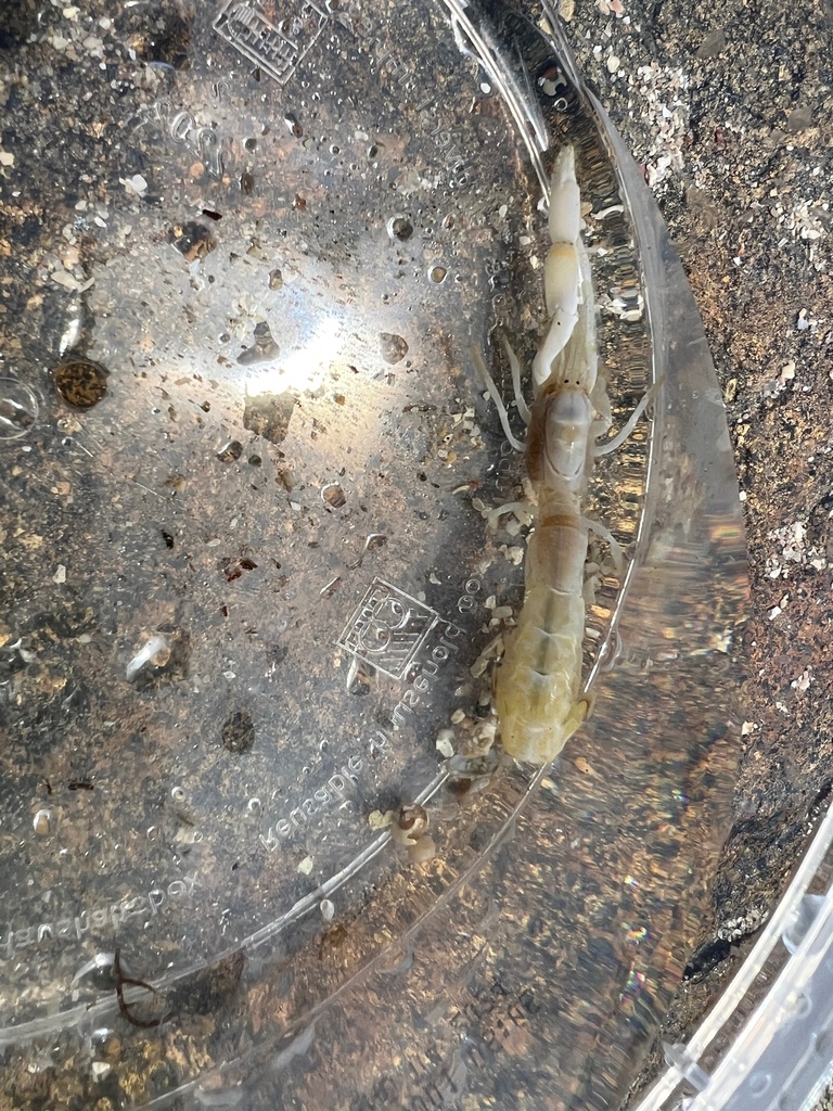 Sand Ghost Shrimp from La Motte, Jersey on May 29, 2023 at 10:54 AM by ...