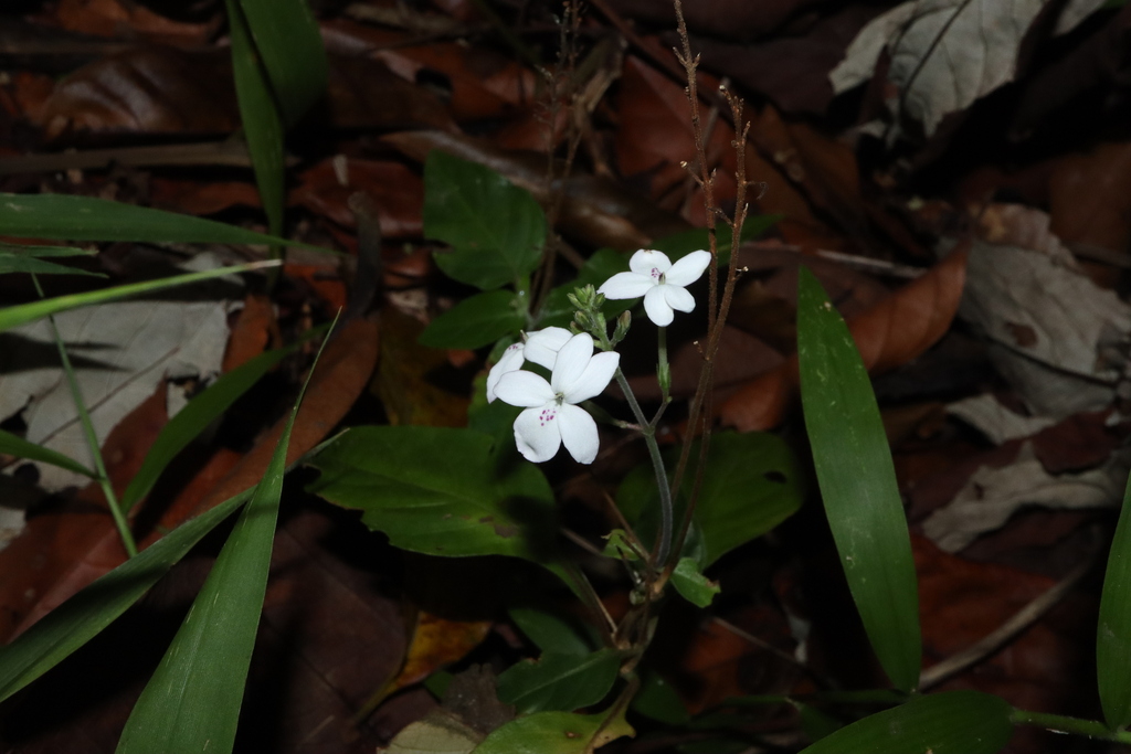 Pastel Flower from Daintree, Douglas, Queensland, Australia on May 25 ...