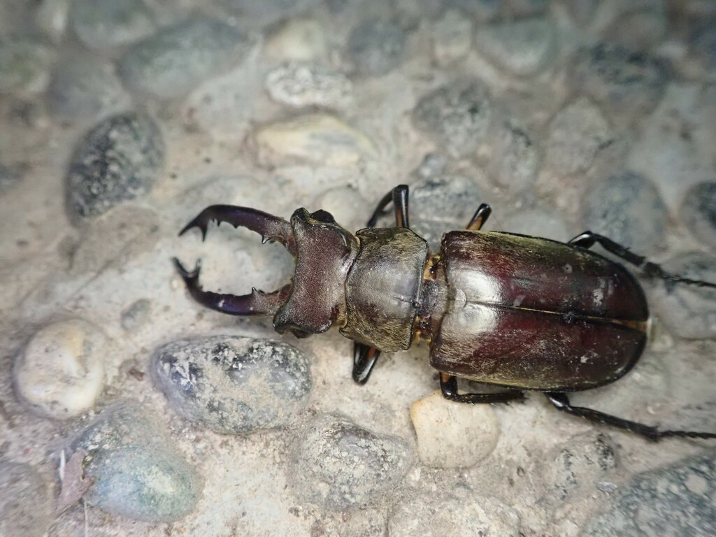 Lucanus maculifemoratus taiwanus from 台灣台中市 on May 20, 2023 at 10:25 PM ...