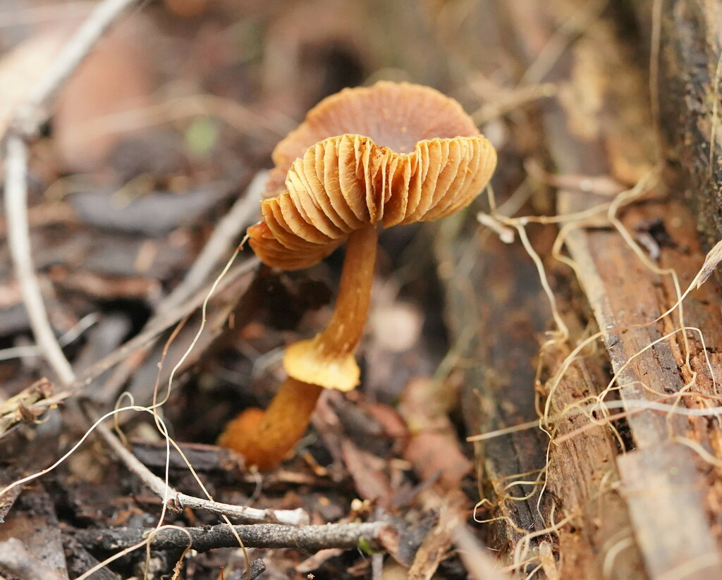 Descolea recedens from Wesburn VIC 3799, Australia on May 31, 2023 at ...