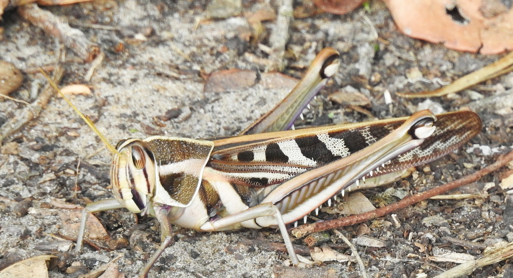 Bird Locusts from Sodwana Bay Lodge, Shazibe, South Africa on February ...