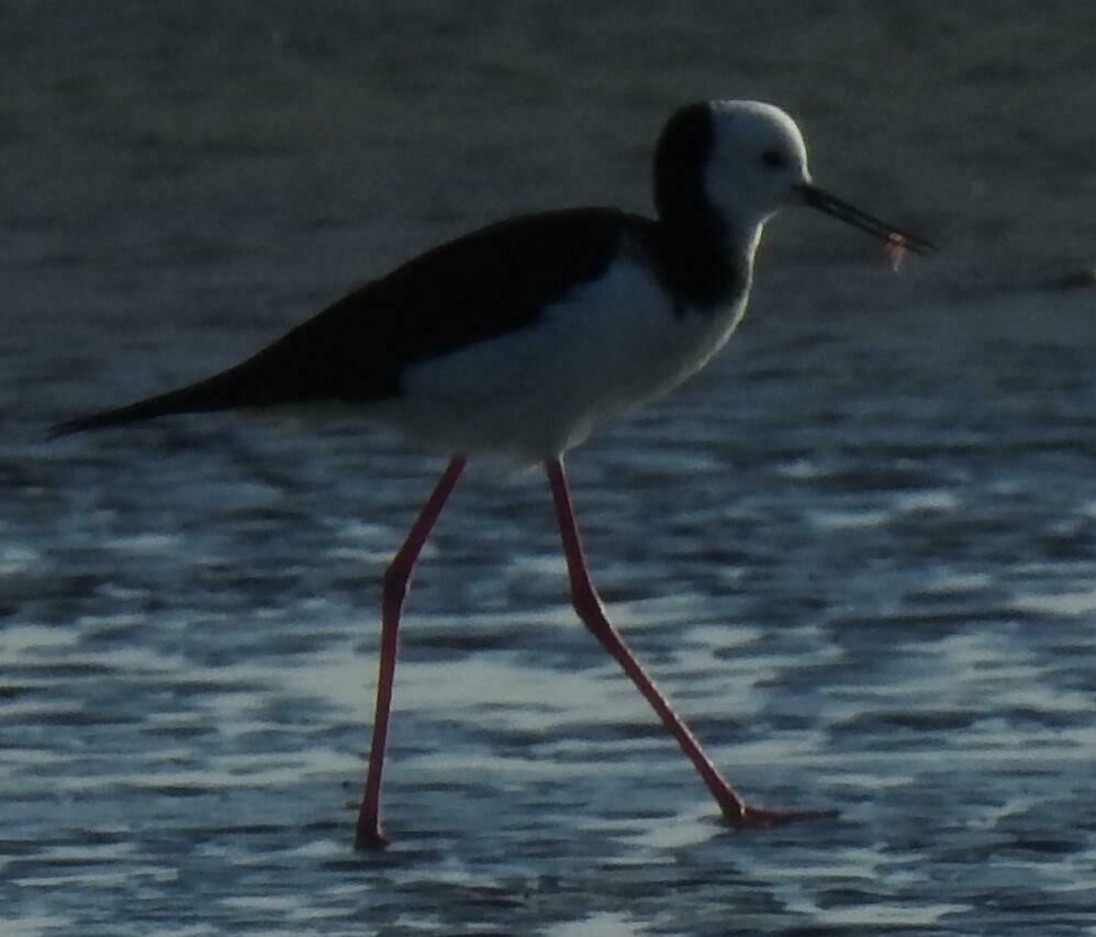 Pied × Black Stilt from Otaki Beach, New Zealand on May 28, 2023 at 10: ...