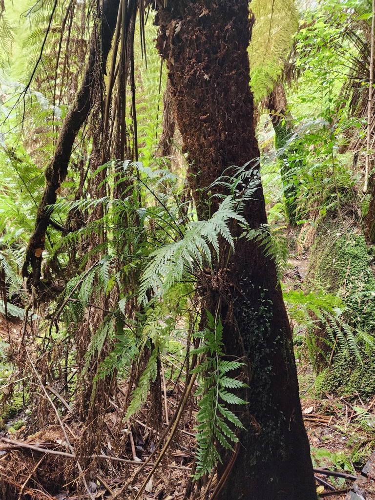hen and chickens fern from Rheban TAS 7190, Australia on December 11 ...