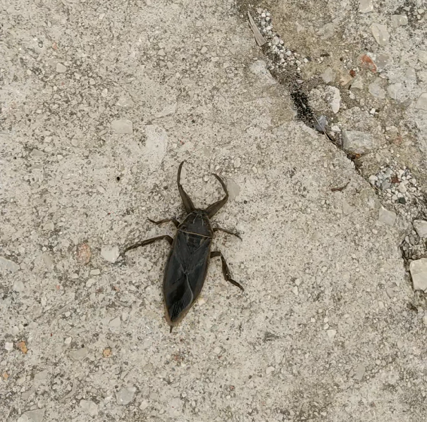 Indo-East Mediterranean Giant Water Bug from Αμφιλοχία, Ελλάδα on May ...