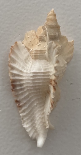 Genus Timbellus · iNaturalist
