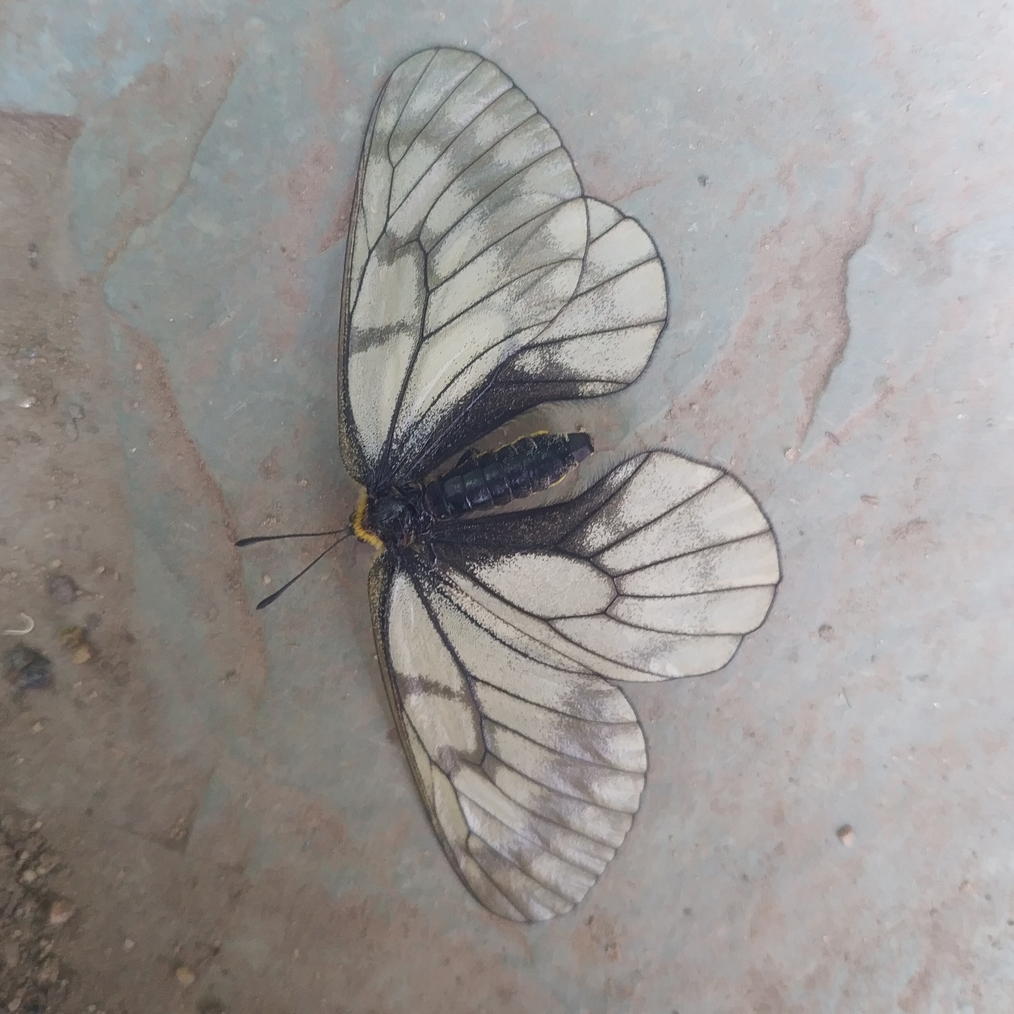 Parnassius stubbendorfii Ménétriés, 1849