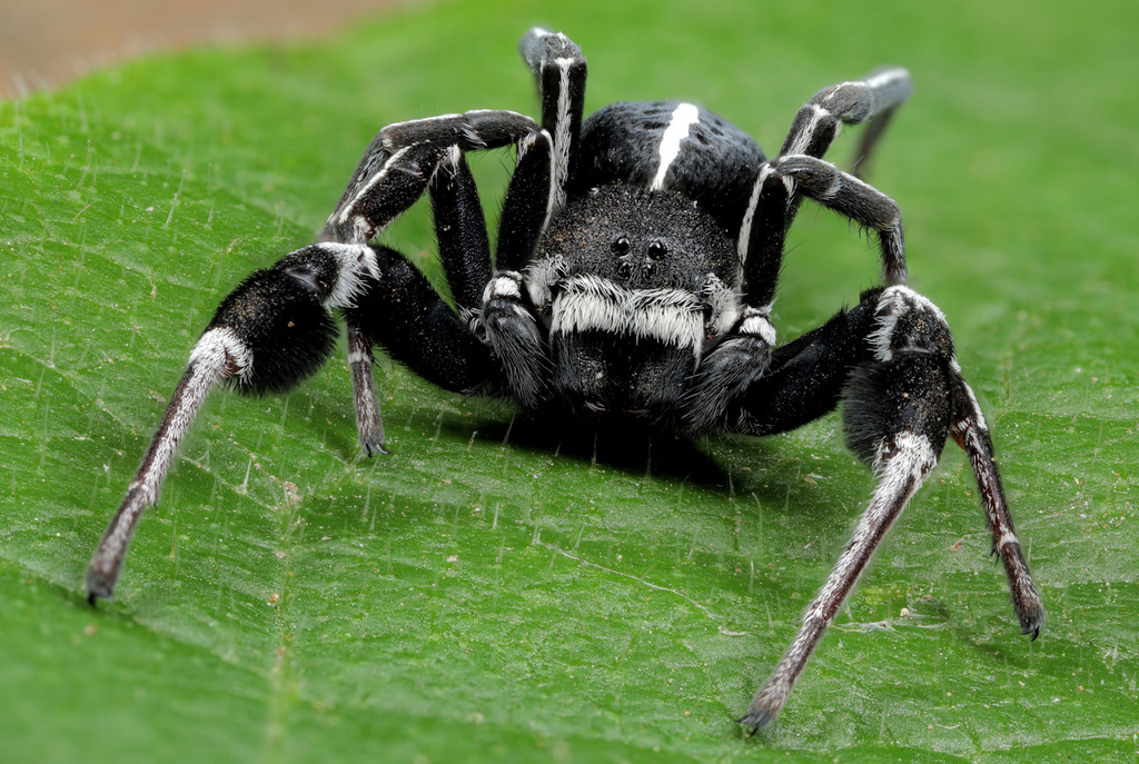 African Stegodyphus Velvet Spider from Mopani, South Africa on November ...