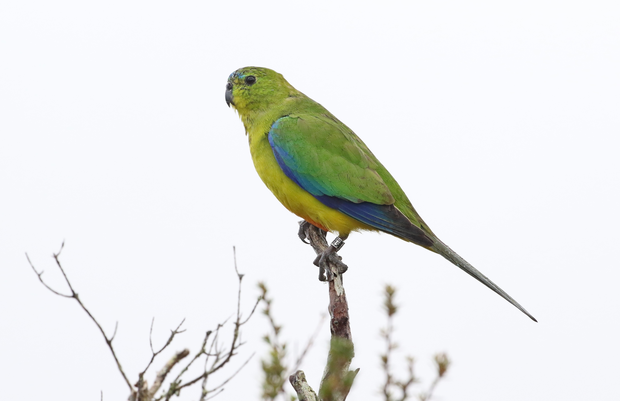 Neophema chrysogaster (Latham, 1790)