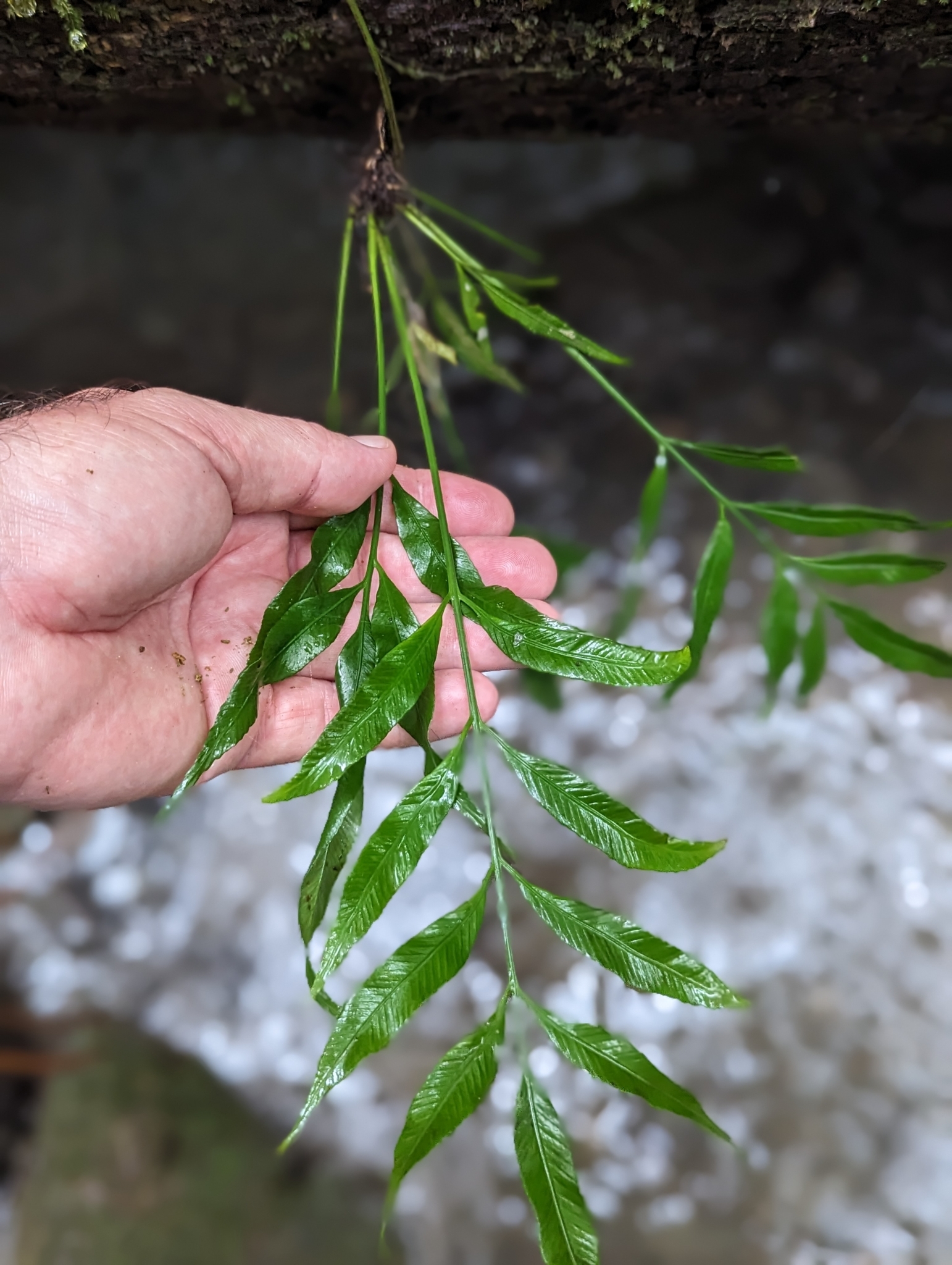 Asplenium salignum Blume