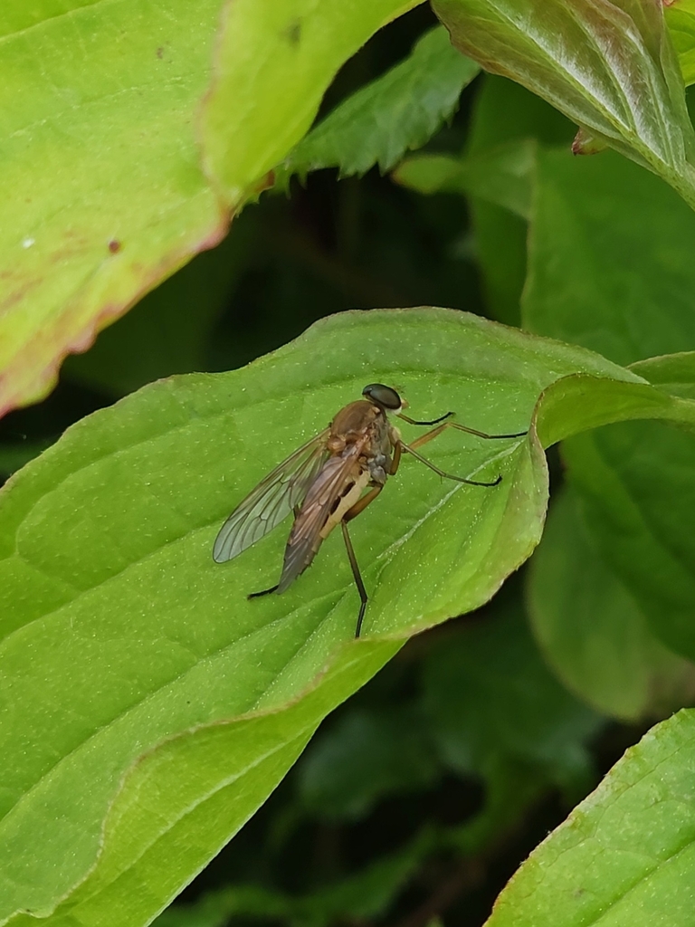 Marsh Snipe Fly from 9971 Ulrum, Nederland on May 31, 2023 at 10:43 AM ...