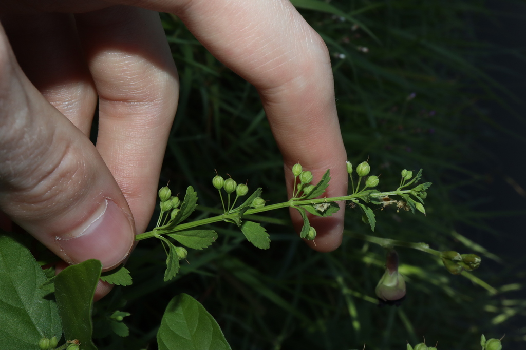 licorice weed from Cairns QLD, Australia on May 21, 2023 at 09:20 AM by ...