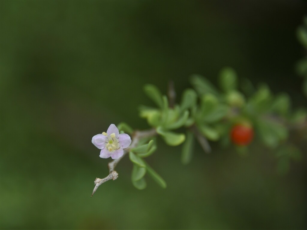 Soft Leaved Box Thorn from District de Toliara II, Madagascar on ...