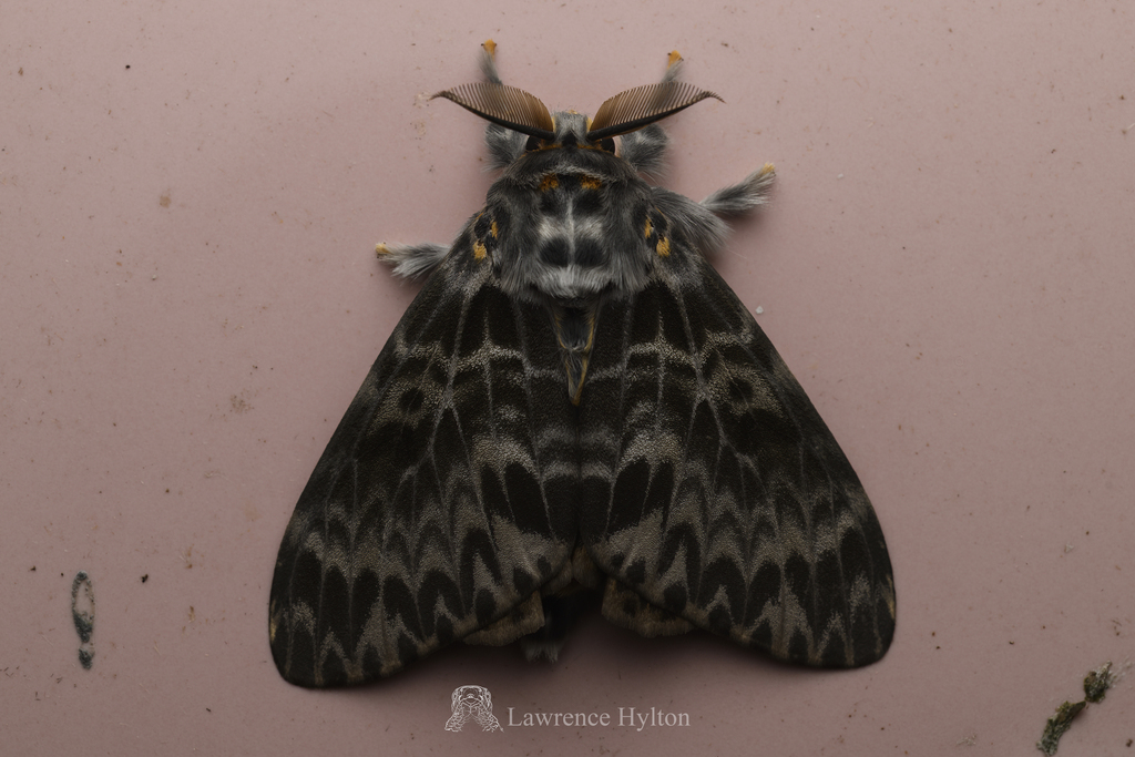 Pink Lymantria Moth in May 2023 by Lawrence Hylton · iNaturalist