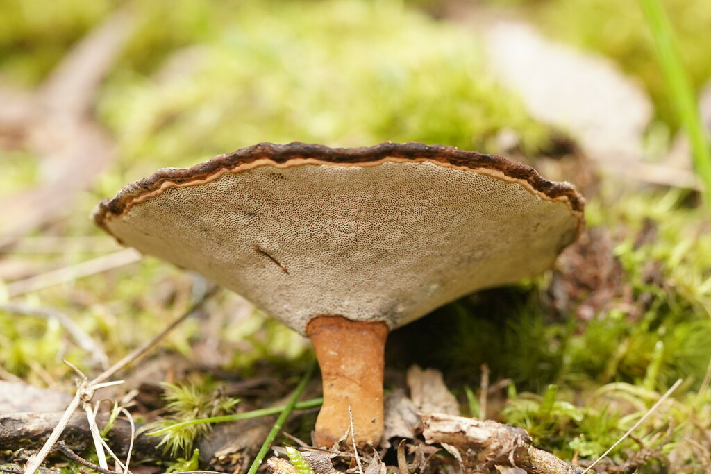 red-staining stalked polypore from Wesburn VIC 3799, Australia on May ...