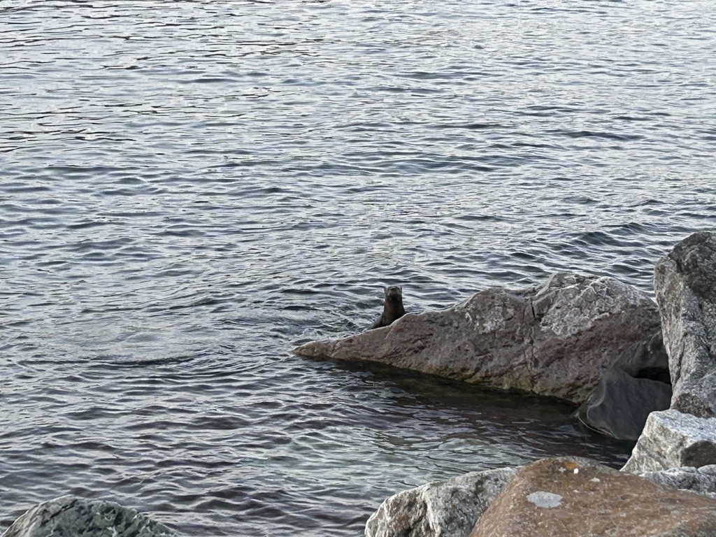 North American River Otter from Superior National Forest, Grand Marais ...