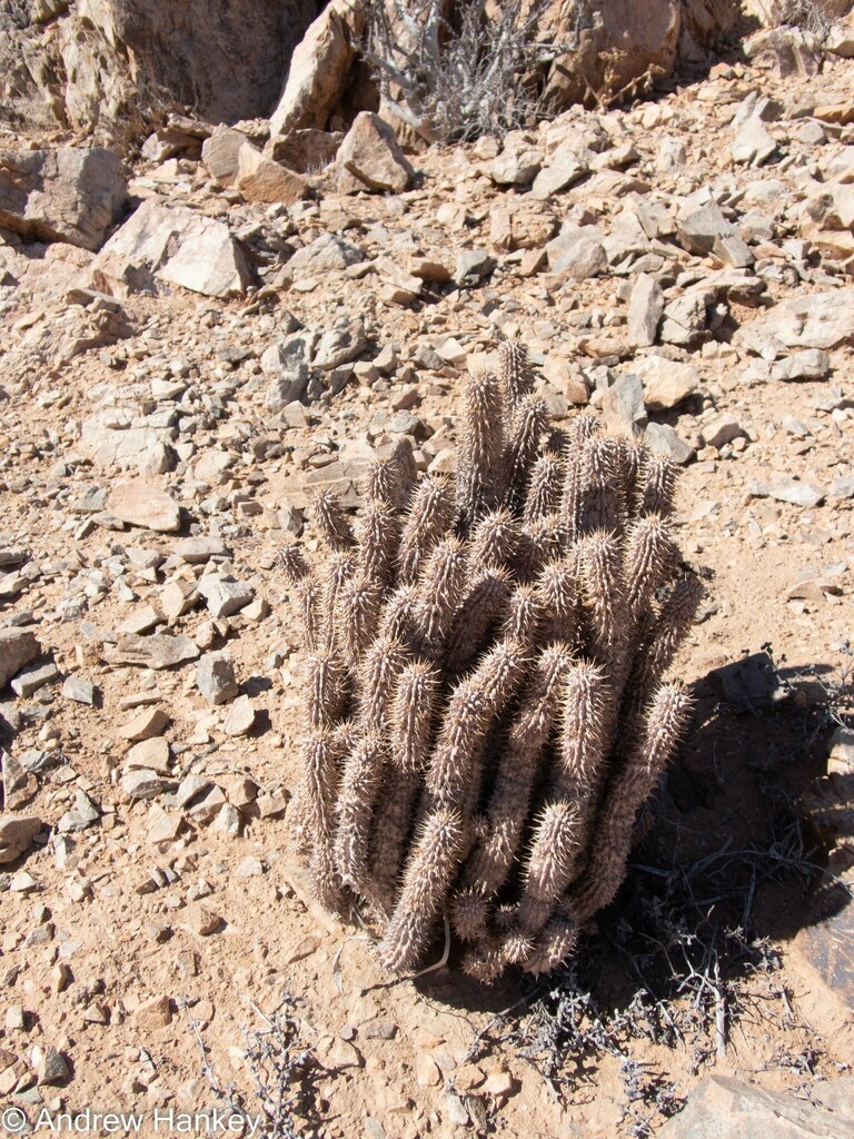 Ghaap from Namakwa District Municipality, South Africa on May 21, 2023 ...