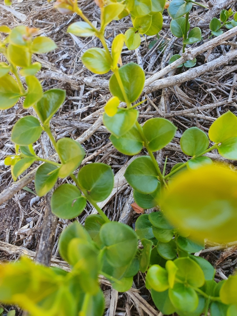 conkerberry from Haigslea QLD 4306, Australia on May 31, 2023 at 01:29 ...