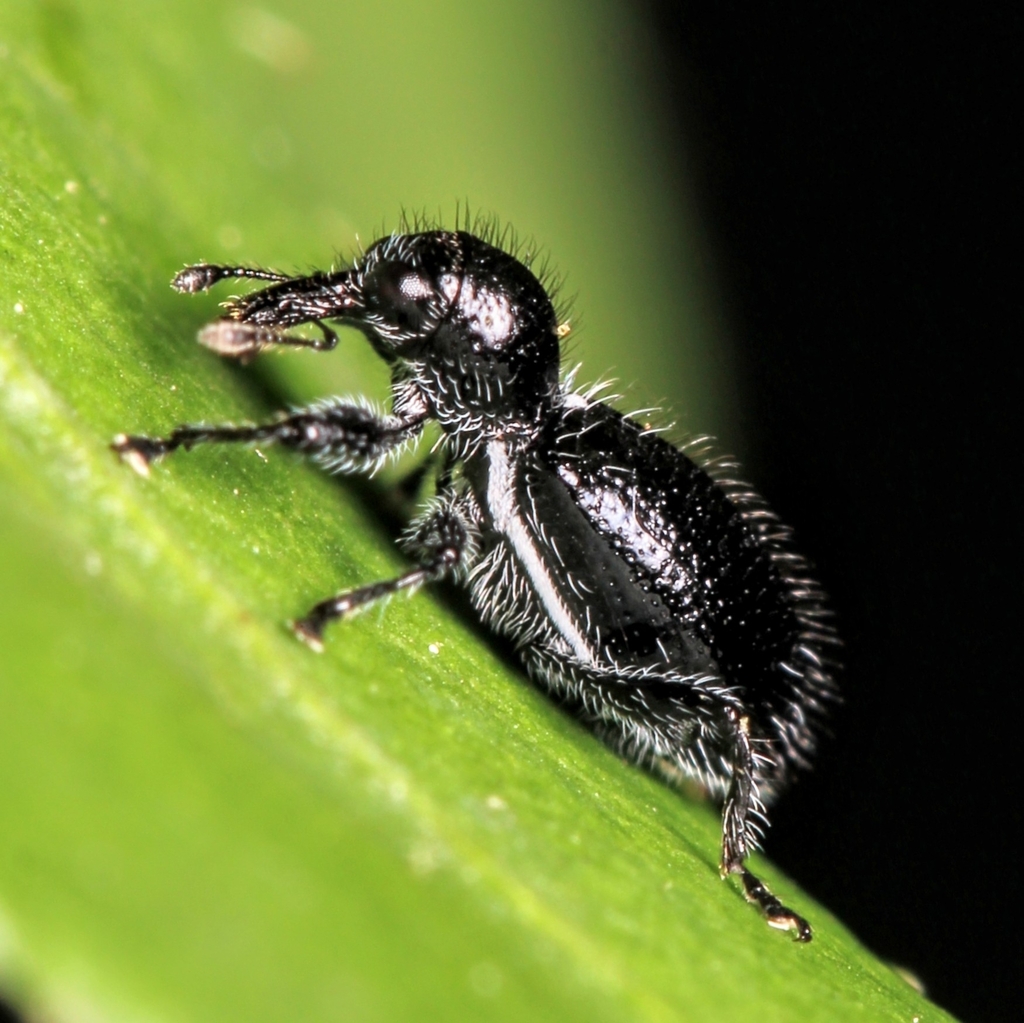 Myrmex from Colonial Village, Washington, DC, USA on May 30, 2023 at 05 ...