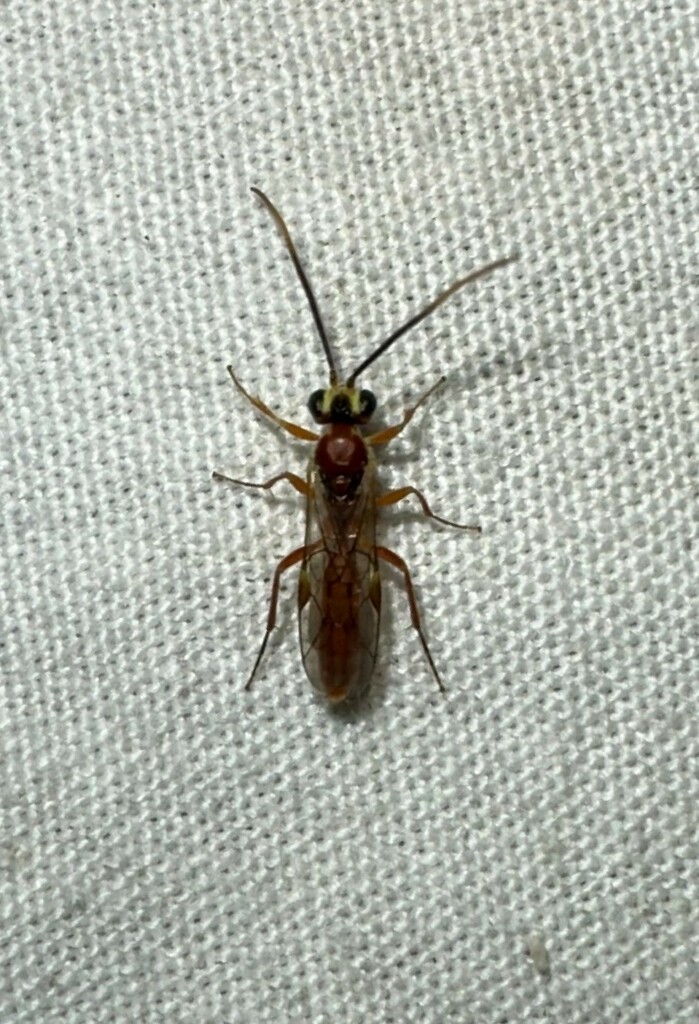 Ichneumonid Wasps from Along Ijams Branch, off of Co. Rd. 275 ...