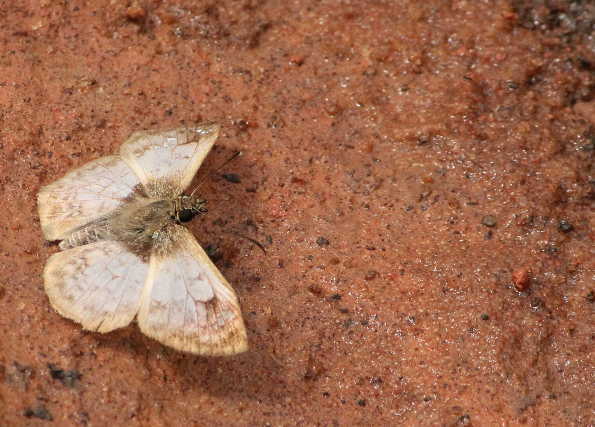 Carrhenes Godman & Salvin, 1895