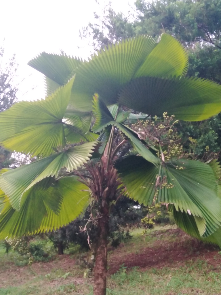 Vanuatu Fan Palm from Presint 11, 62000 Putrajaya, Malaysia on May 31 ...