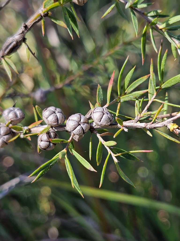 prickly tea tree from Tin Can Bay QLD 4580, Australia on May 30, 2023 ...
