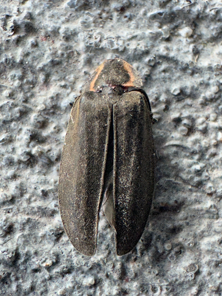 Winter Firefly from Findlay Creek Stormwater Ponds, ON on May 31, 2023 ...
