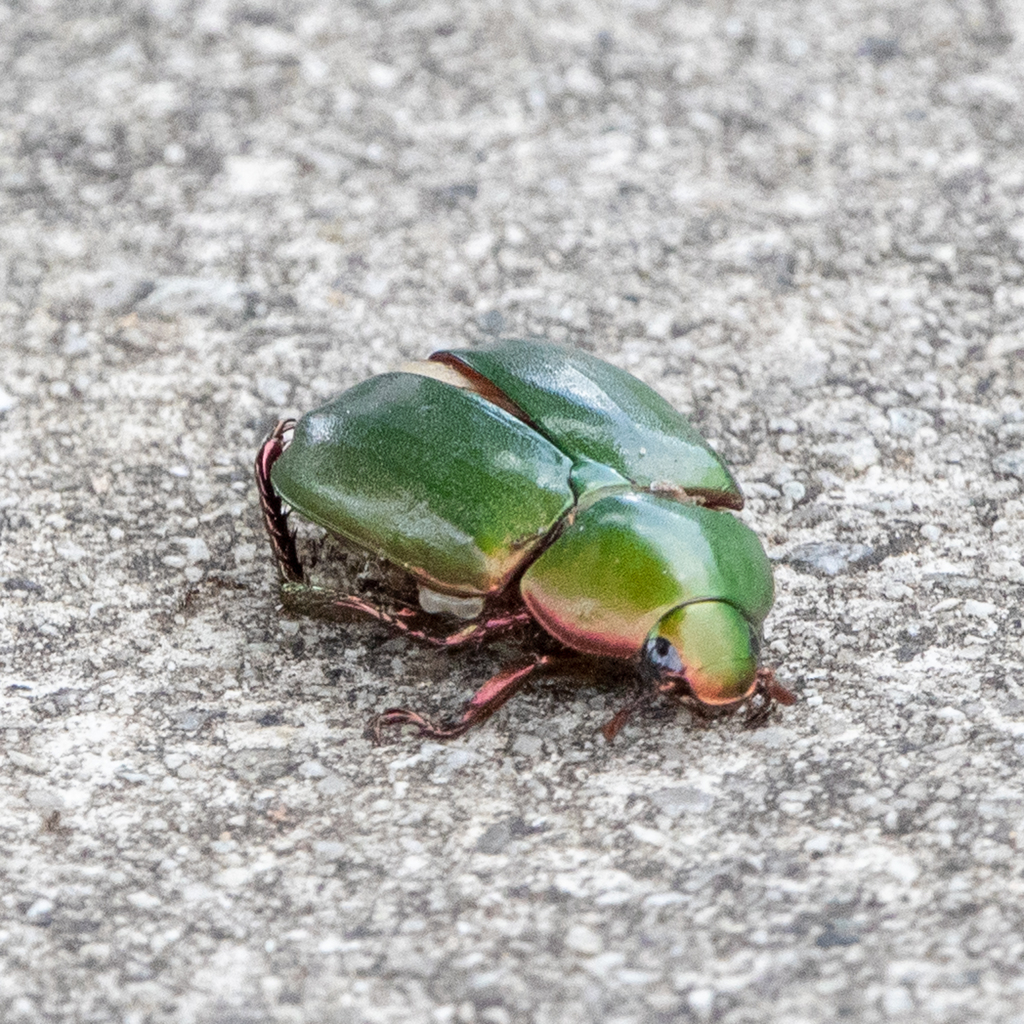 Green Chafer from Kallang, Singapore on May 31, 2023 at 12:19 PM by ...