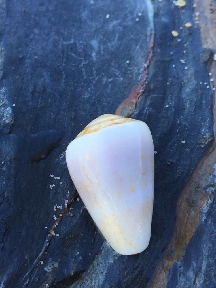 Black-end Cone from Bongil Bongil National Park, Bundagen, NSW, AU on ...