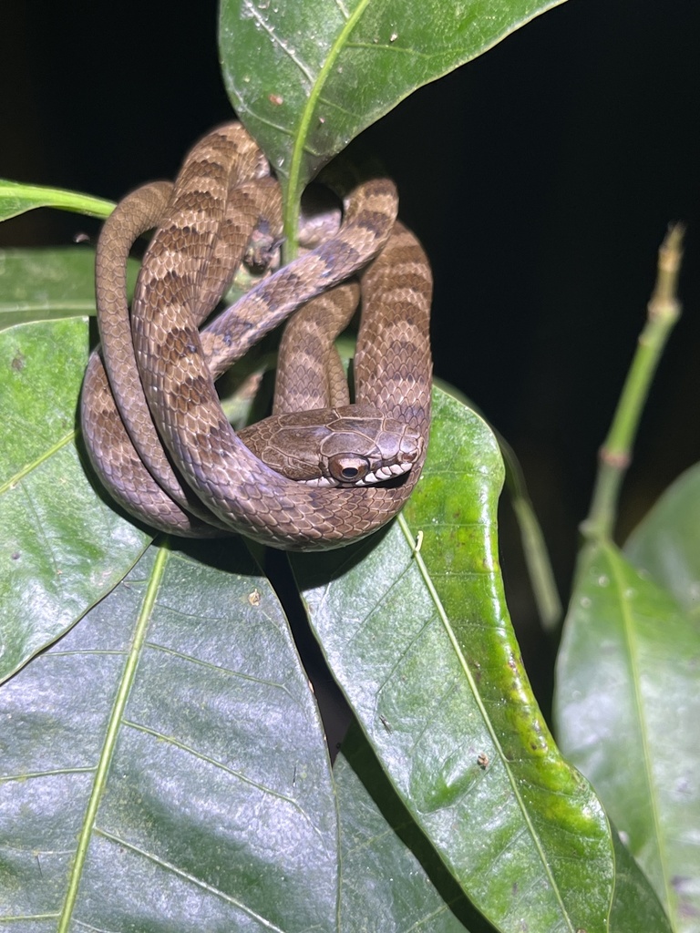 Boddaert's Tropical Racer from Tarapoto, Departamento de San Martín, PE ...